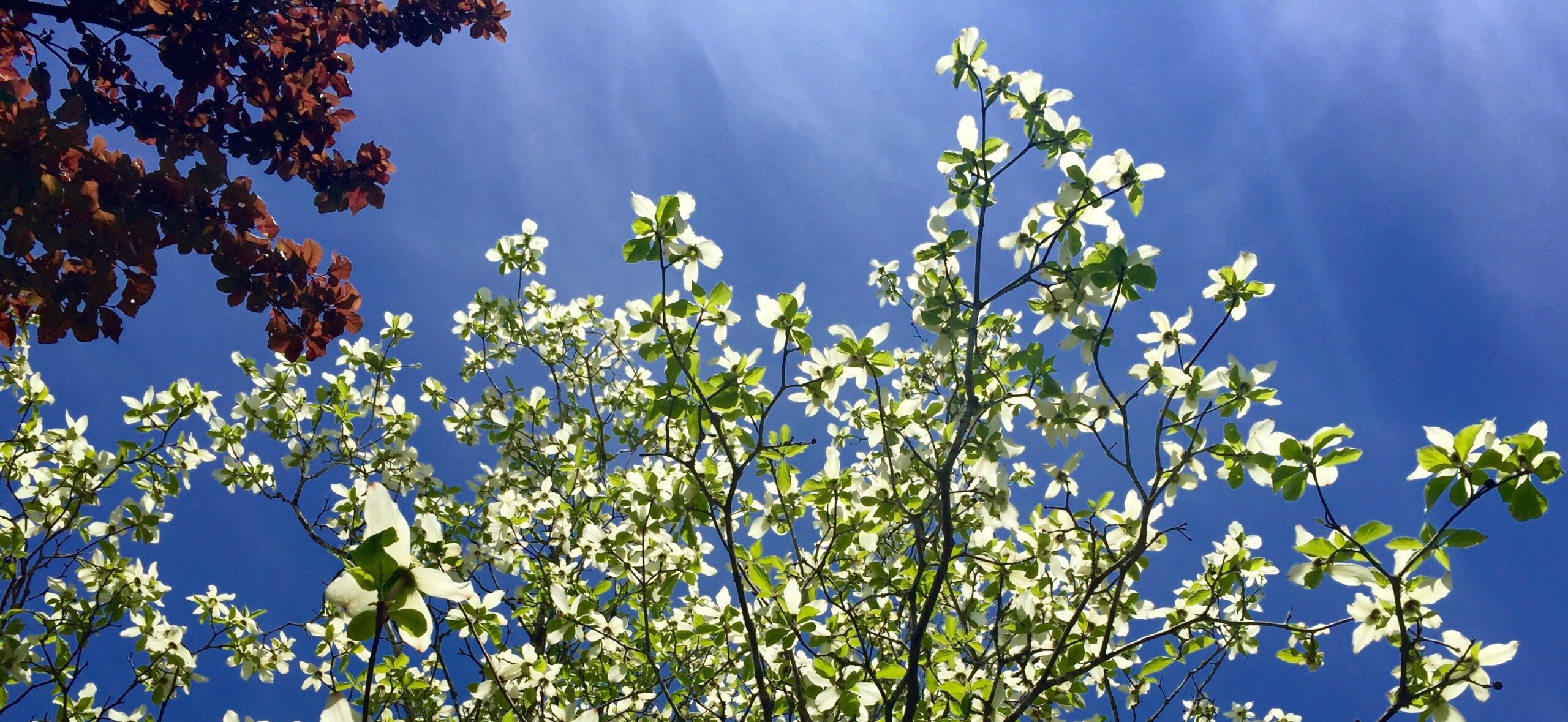 A guide to fasting and detoxification | Dogwood School of Botanical ...