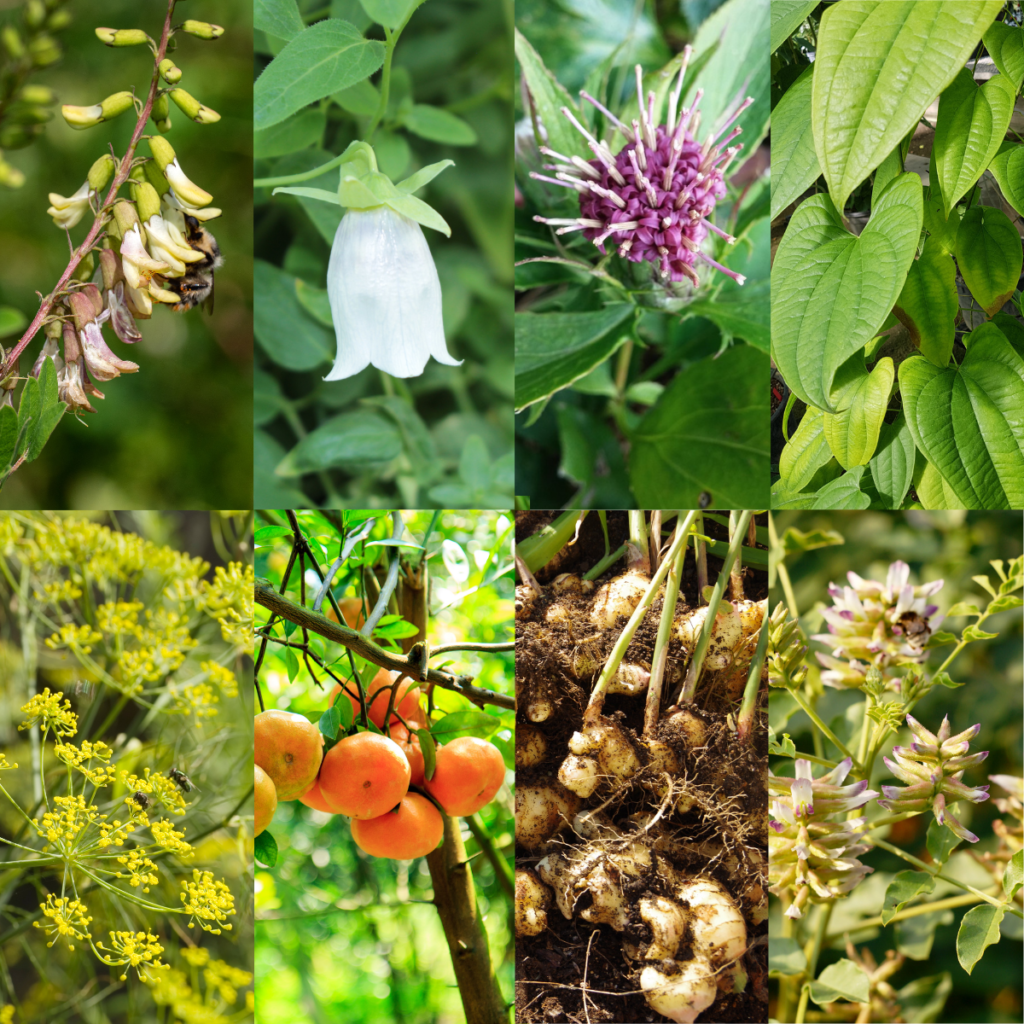 Digestion Formula | Dogwood Botanical Apothecary
