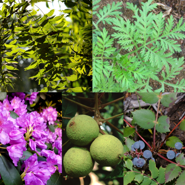 Parasite Formula | Dogwood Botanical Apothecary