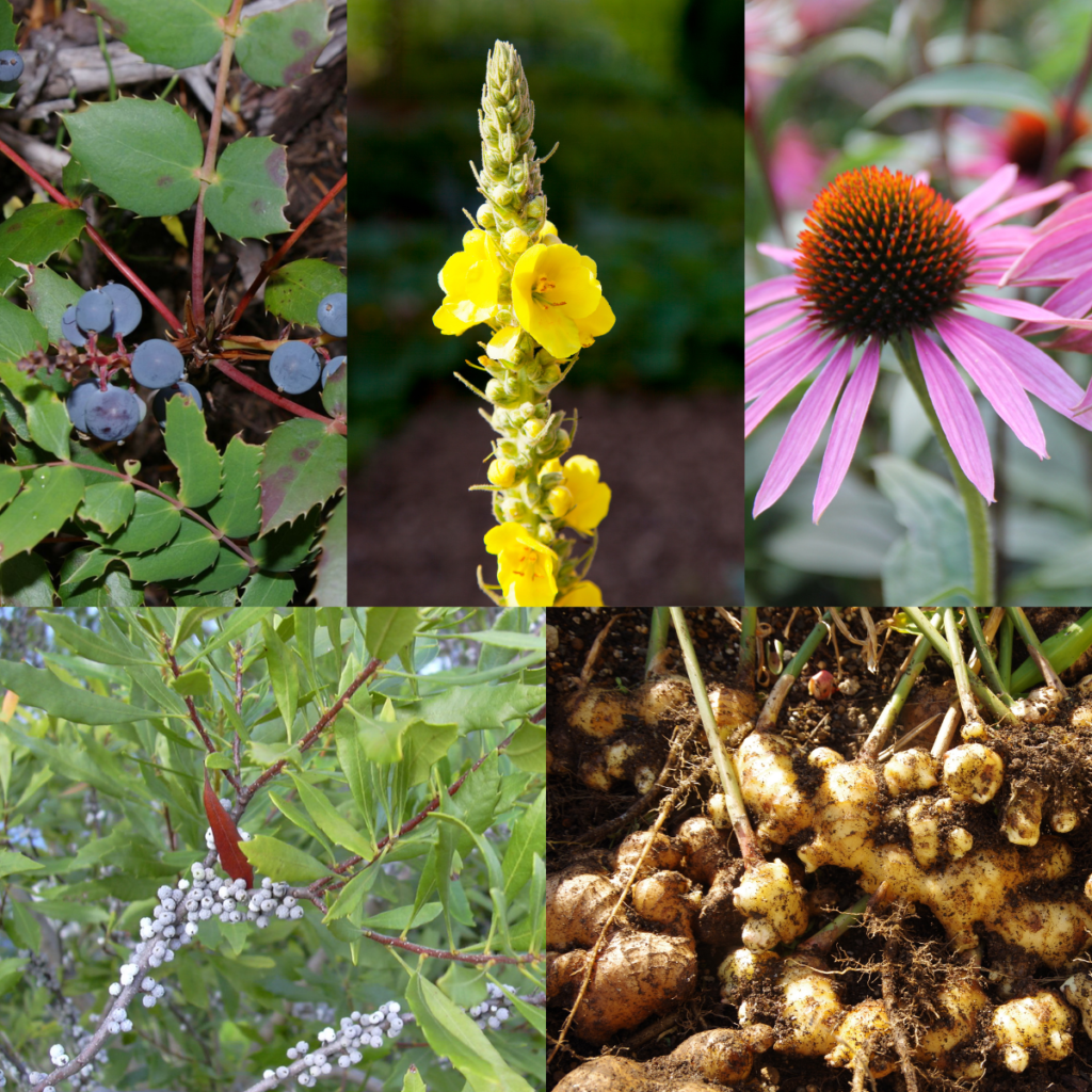 Sinus Formula | Dogwood Botanical Apothecary