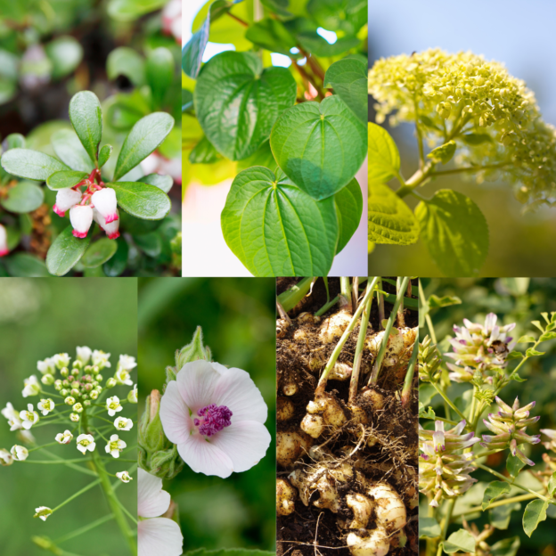 UT Formula | Dogwood Botanical Apothecary